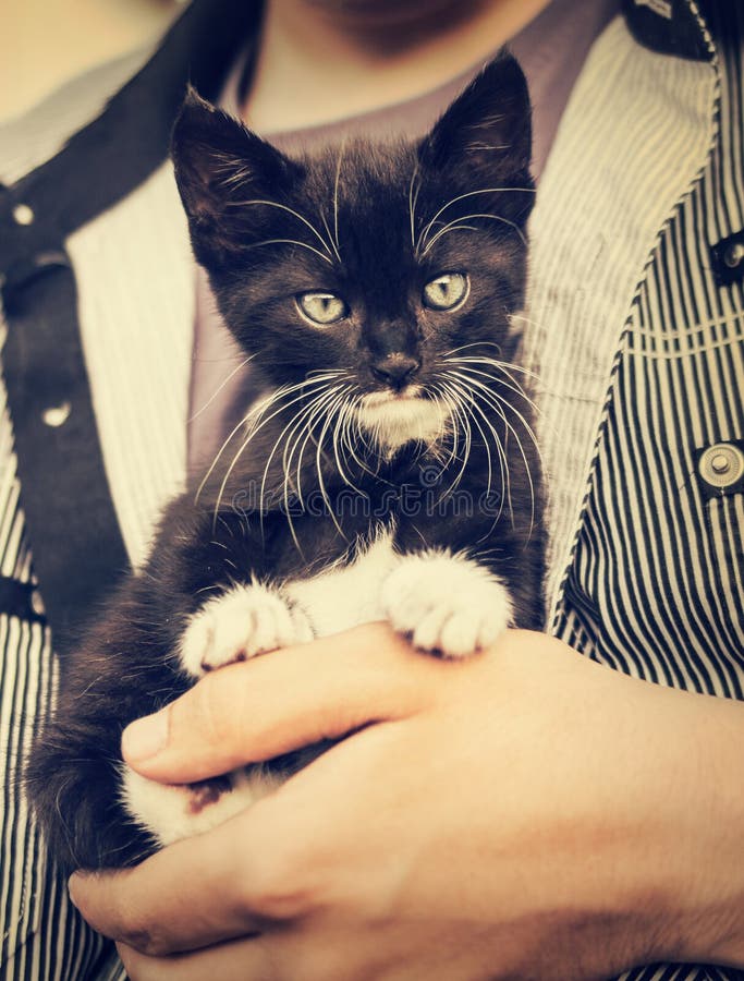 Little kitty in the hands stock photo. Image of care - 43477902