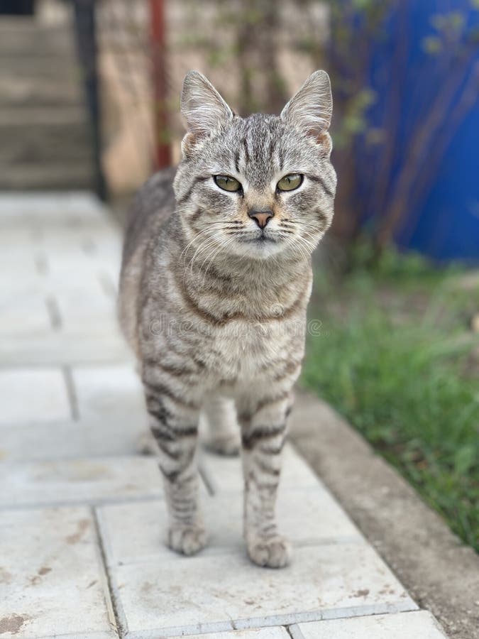 Little kitty stock photo. Image of kitty, nice, animals - 181754508