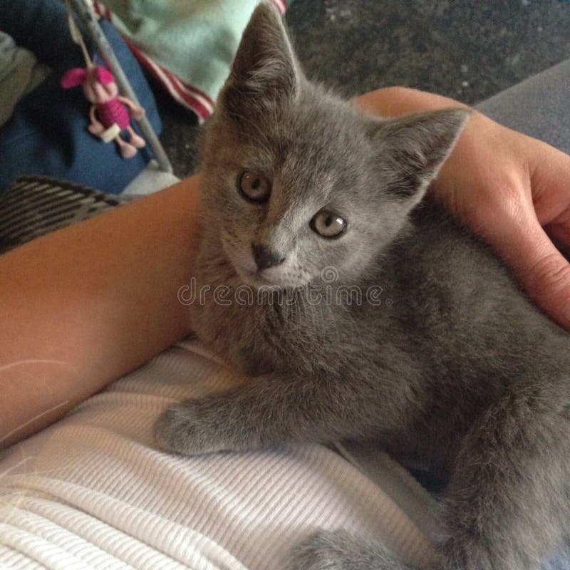 Little kitty stock photo. Image of beautiful, animal - 25849702