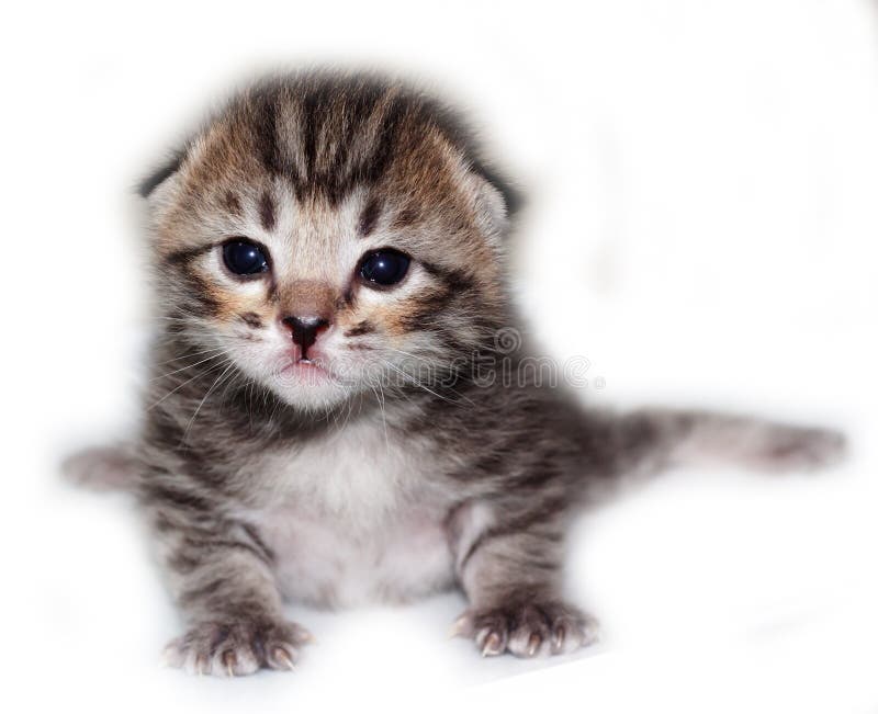 Little kitty stock photo. Image of little, domestic - 104010586