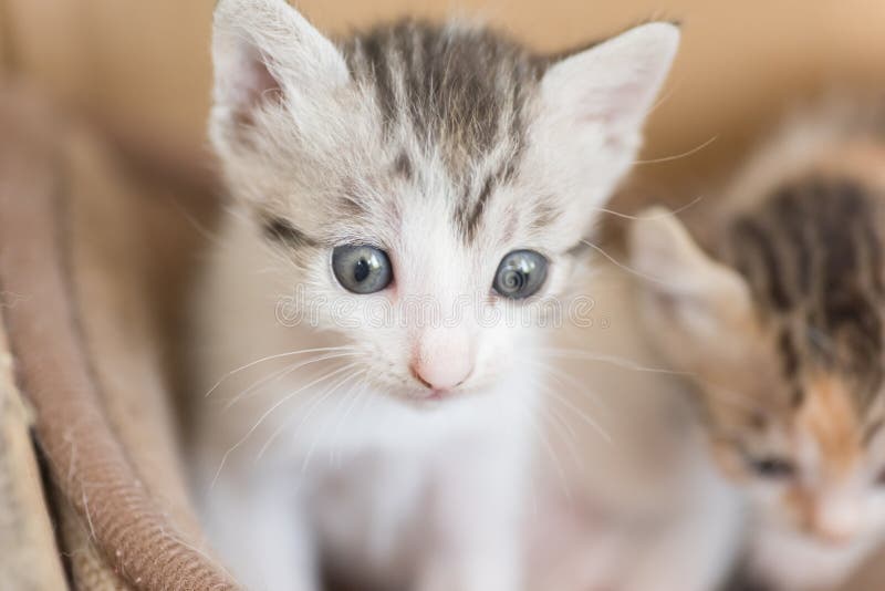 Little kitty play stock image. Image of sweet, tiny, portrait - 77346455