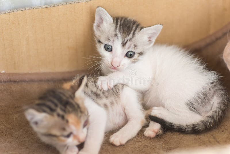Little kitty play stock image. Image of sweet, animal - 77346493