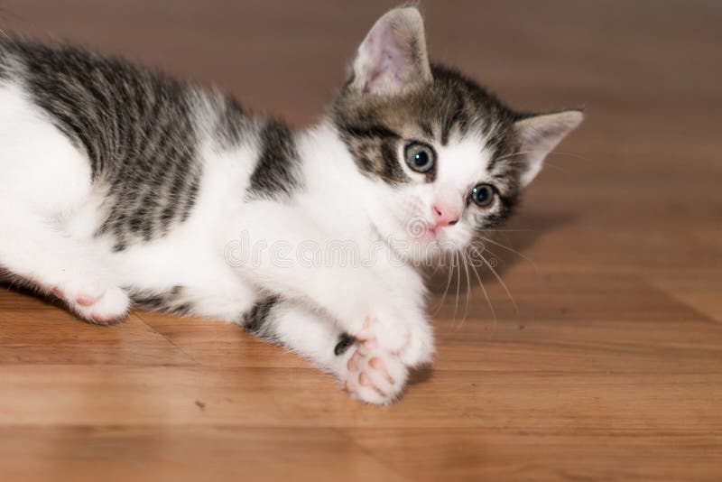 Kitty - what stock image. Image of playing, playful - 102616093