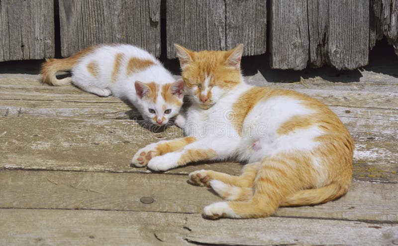 Kitty Playing with Each Other Stock Photo - Image of family, white ...