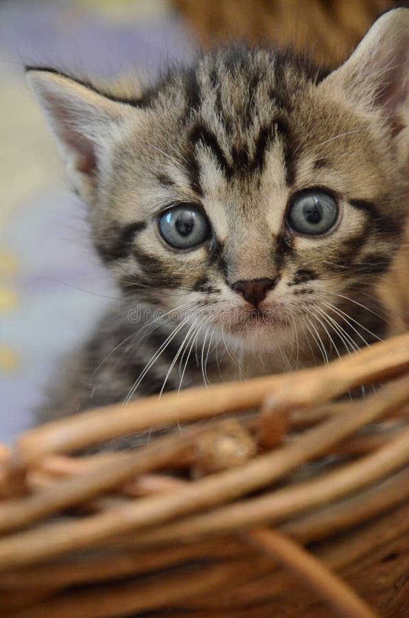 Little Kitty stock photo. Image of romania, cute, little - 51076552