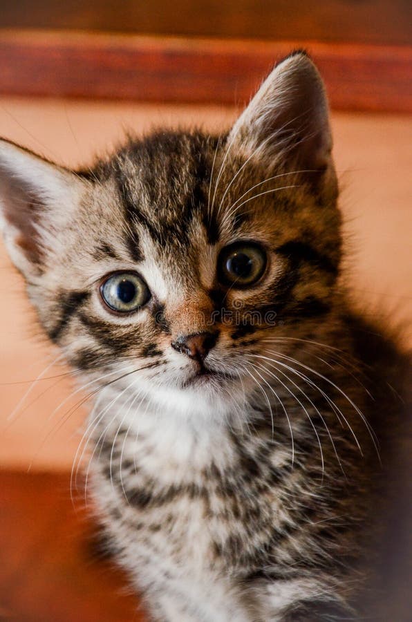 Little Kitty 2 stock image. Image of portrait, nature - 51076661