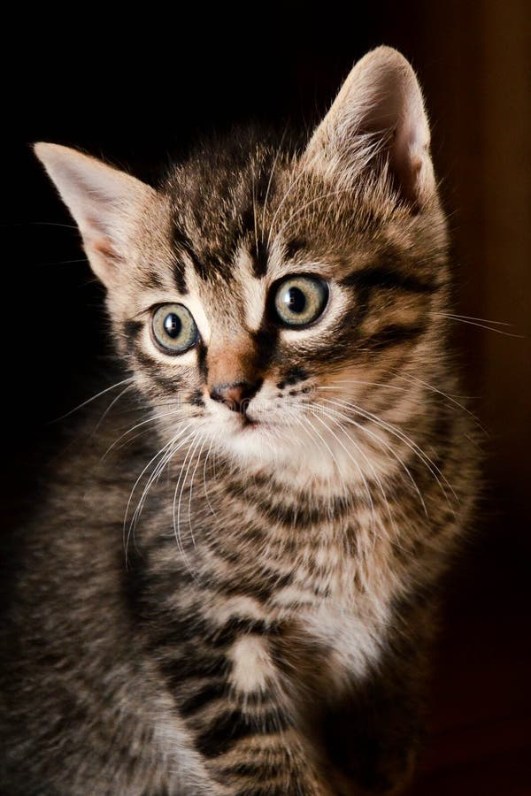 Little Kitty 2 stock photo. Image of white, portrait - 51597948