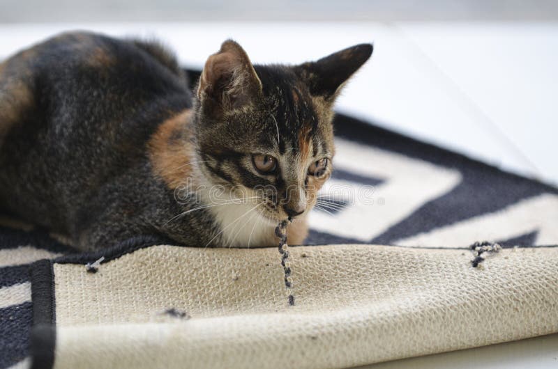 Pulling Cat Tail Stock Photos - Free & Royalty-Free Stock Photos from ...