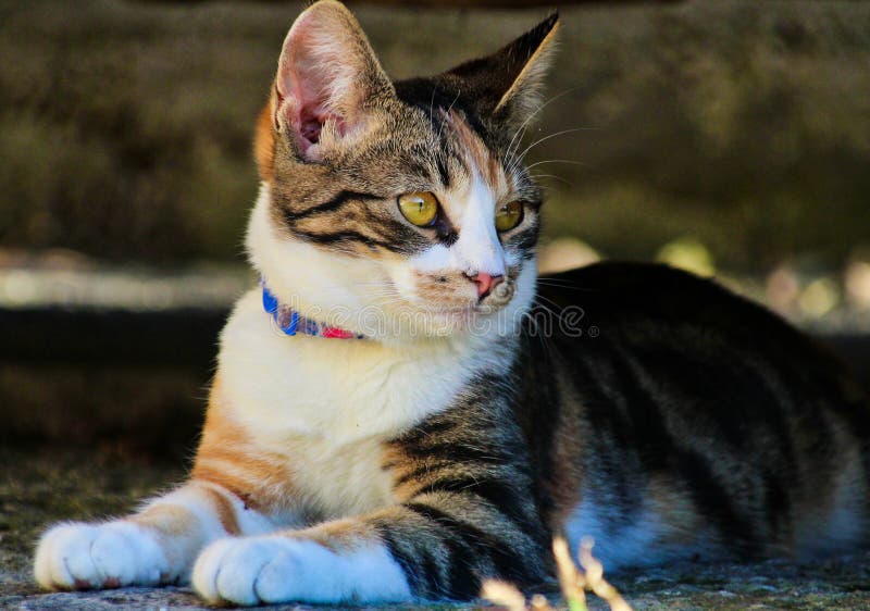 Little kitty stock photo. Image of whiskers, wildlife - 203697072