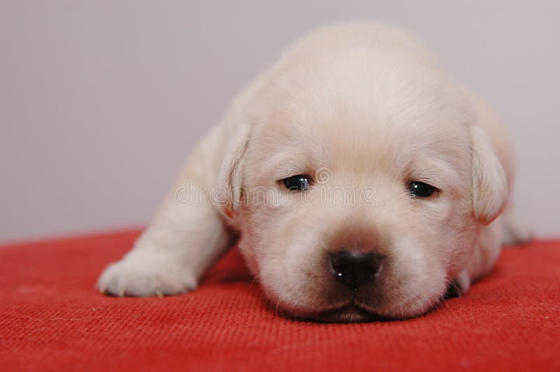 Little labrador stock image. Image of labrador, adorable - 1348745