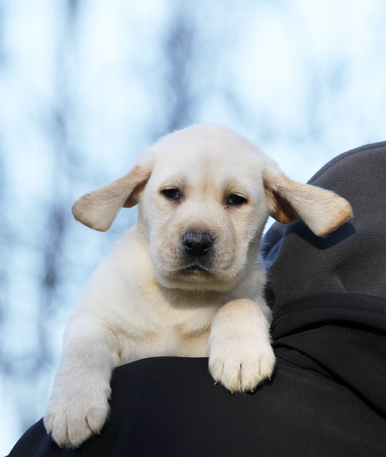 A Little Labrador Puppy in Hands Stock Image - Image of puppy ...