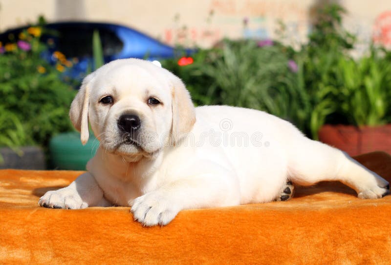Little Labrador Puppy on an Orange Background Stock Image - Image of ...