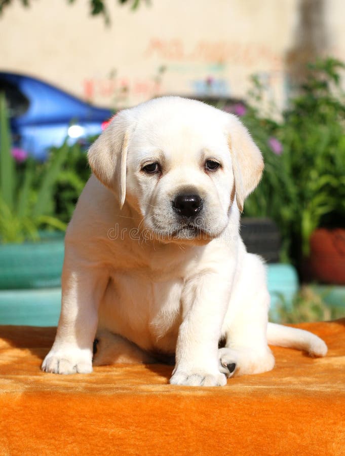 A Little Labrador Puppy on an Orange Background Stock Image - Image of ...