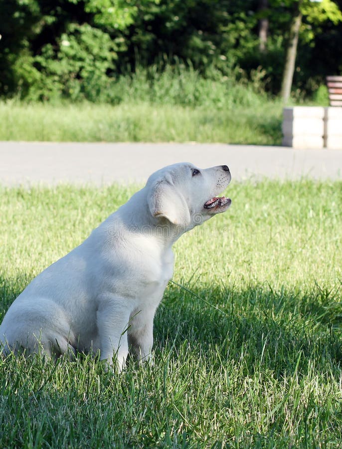 Little Labrador Puppy in the Park Stock Photo - Image of child, play ...