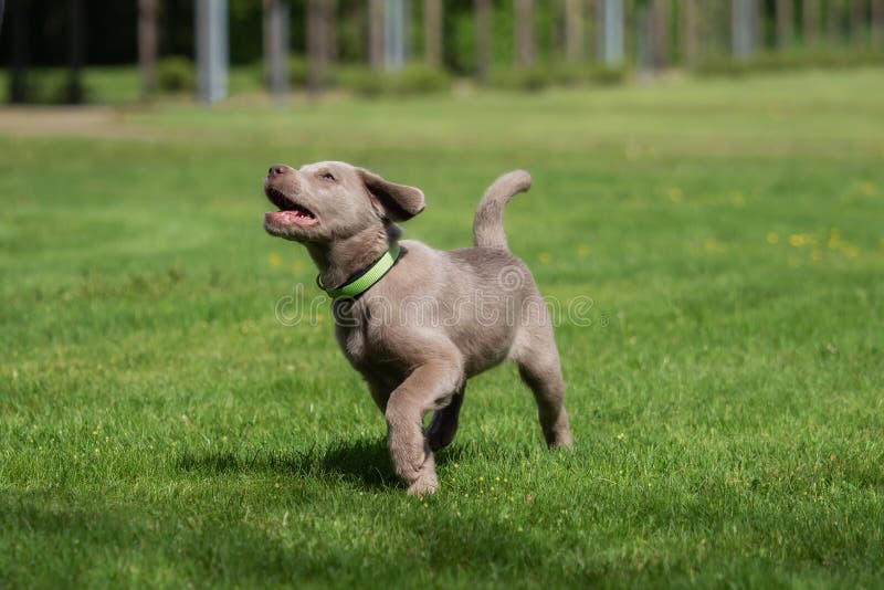 A Little Labrador Puppy is Playing Outside Stock Image - Image of breed ...