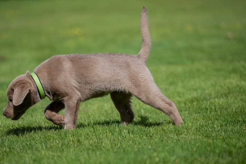 A Little Labrador Puppy is Playing Outside Stock Image - Image of ...