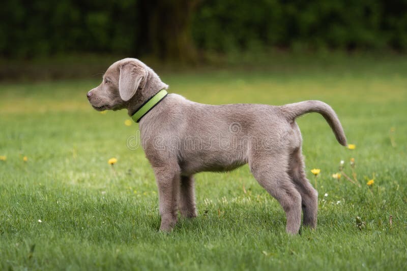 A Little Labrador Puppy is Playing Outside Stock Photo - Image of ...