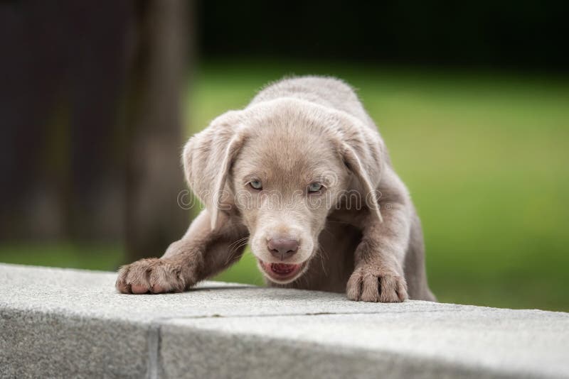 A Little Labrador Puppy is Playing Outside Stock Image - Image of ...