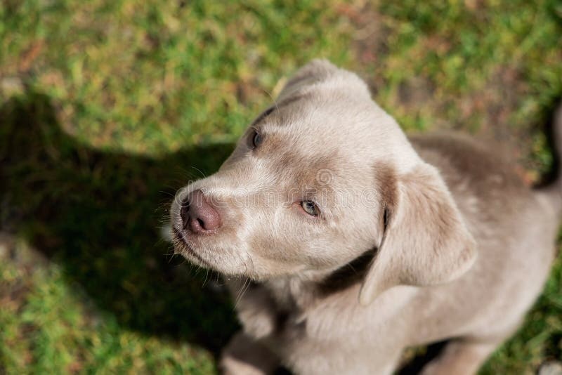 A Little Labrador Puppy is Playing Outside Stock Photo - Image of ...