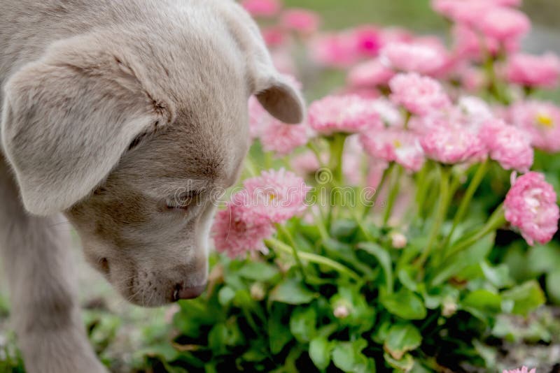 A Little Labrador Puppy is Playing Outside Stock Photo - Image of ...