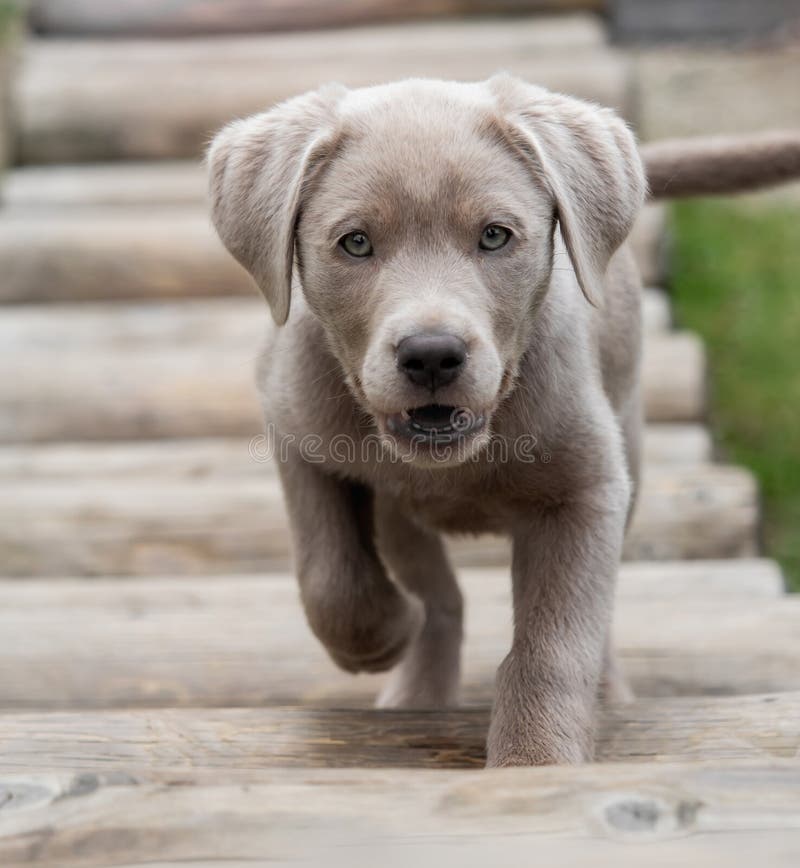 A Little Labrador Puppy is Playing Outside Stock Photo - Image of ...