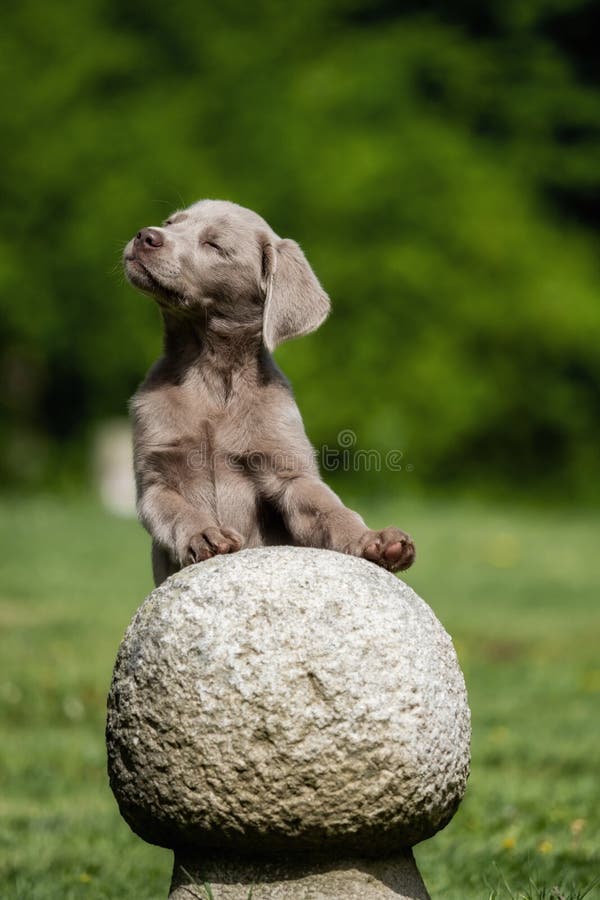 A Little Labrador Puppy is Playing Outside Stock Photo - Image of ...