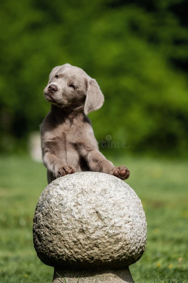A Little Labrador Puppy is Playing Outside Stock Photo - Image of ...