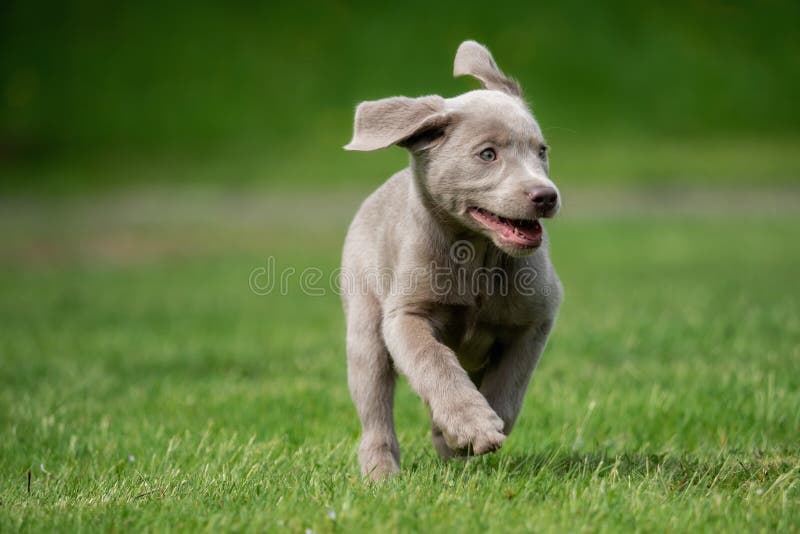 A Little Labrador Puppy is Playing Outside Stock Photo - Image of ...