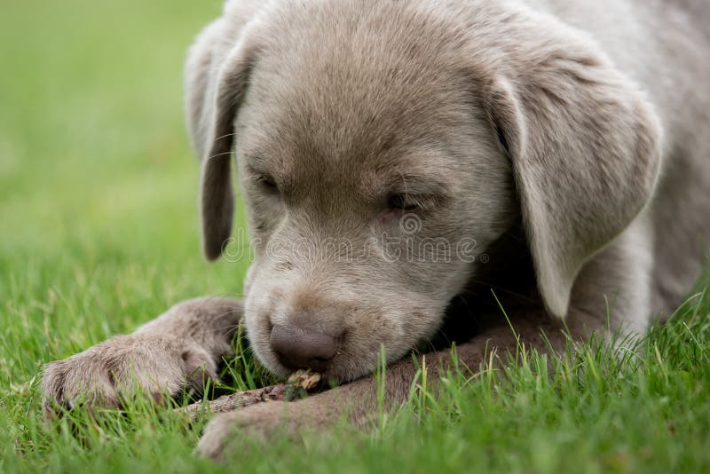 A Little Labrador Puppy is Playing Outside Stock Image - Image of ...