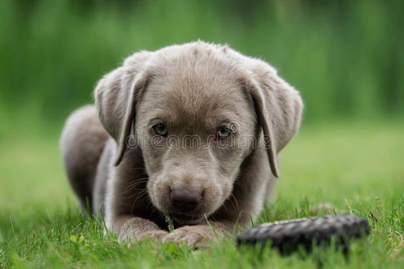 A Little Labrador Puppy is Playing Outside Stock Image - Image of ...