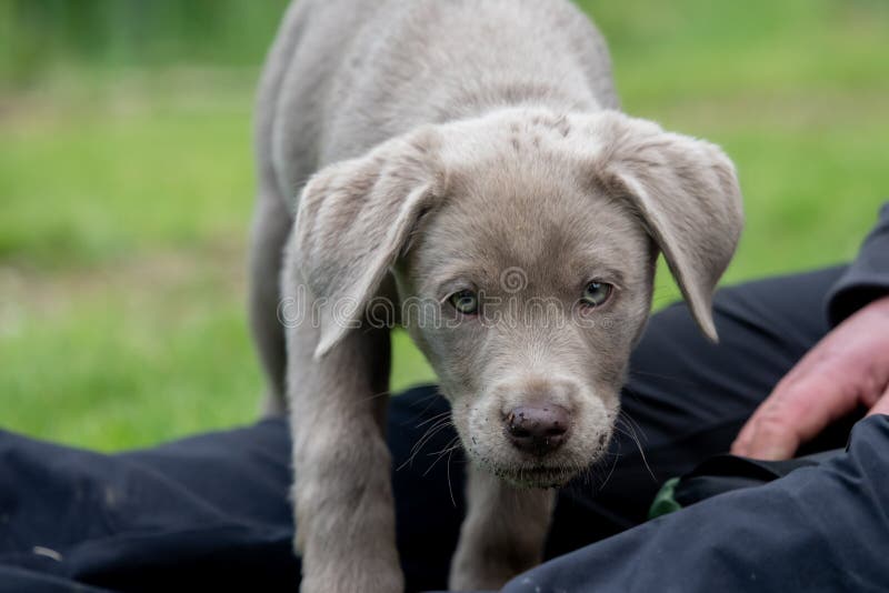 A Little Labrador Puppy is Playing Outside Stock Photo - Image of happy ...