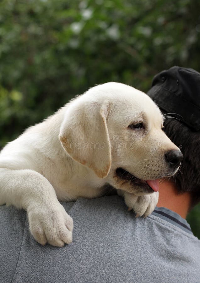 The Little Labrador Puppy on a Shoulder Stock Photo - Image of table ...