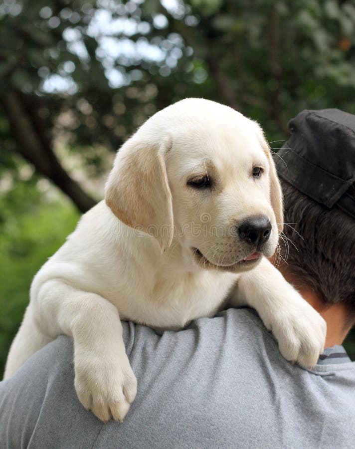 The Little Labrador Puppy on a Shoulder Stock Image - Image of table ...