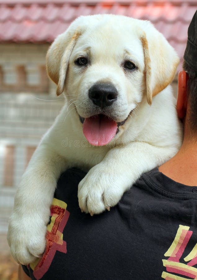 A Little Labrador Puppy on a Shoulder Stock Photo - Image of happiness ...