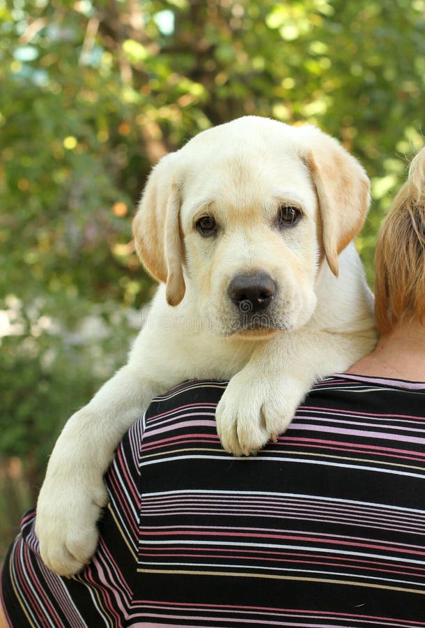 Little Labrador Puppy on a Shoulder Stock Image - Image of child ...