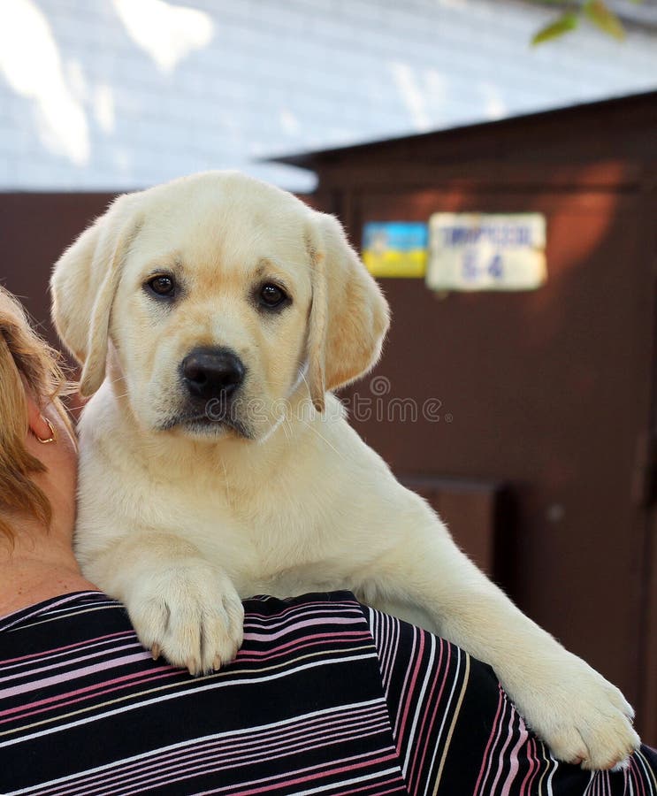 The Little Labrador Puppy on a Shoulder Stock Image - Image of adorable ...