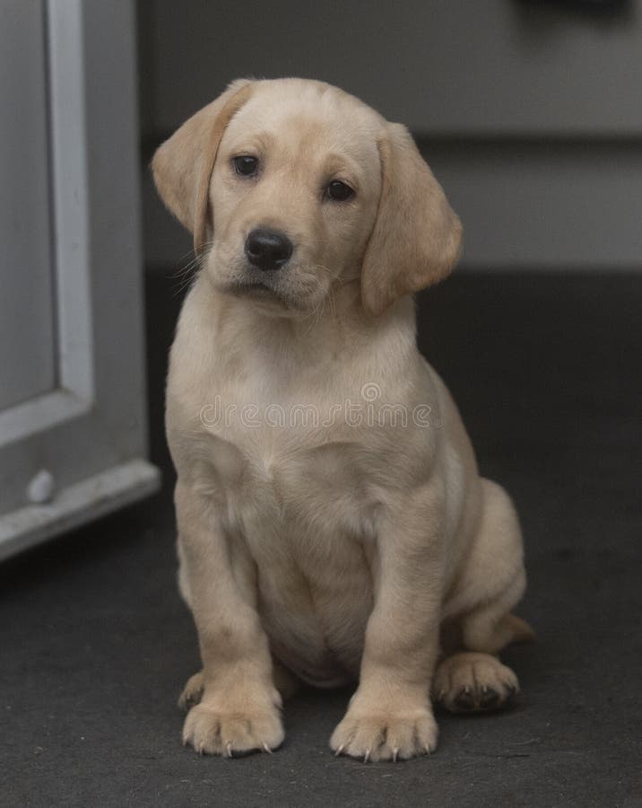 Little Labrador Puppy Sitting Down Stock Photo - Image of sitting ...