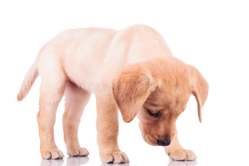 Little Labrador Retriever Puppy Dog Sniffing Something Stock Photos ... Little Labrador Retriever Puppy Dog Sniffing Something Stock Photos ...