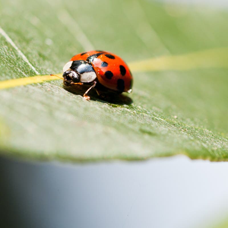 Little Lady stock photo. Image of black, insect, bird - 28044196