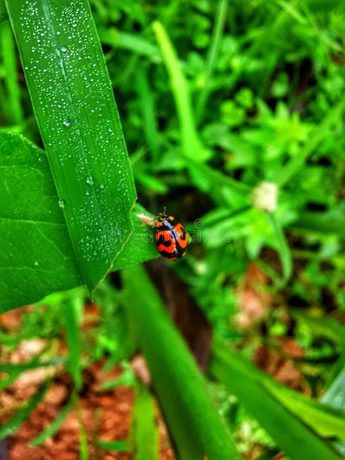 Little lady bug stock photo. Image of insect, little - 206431924
