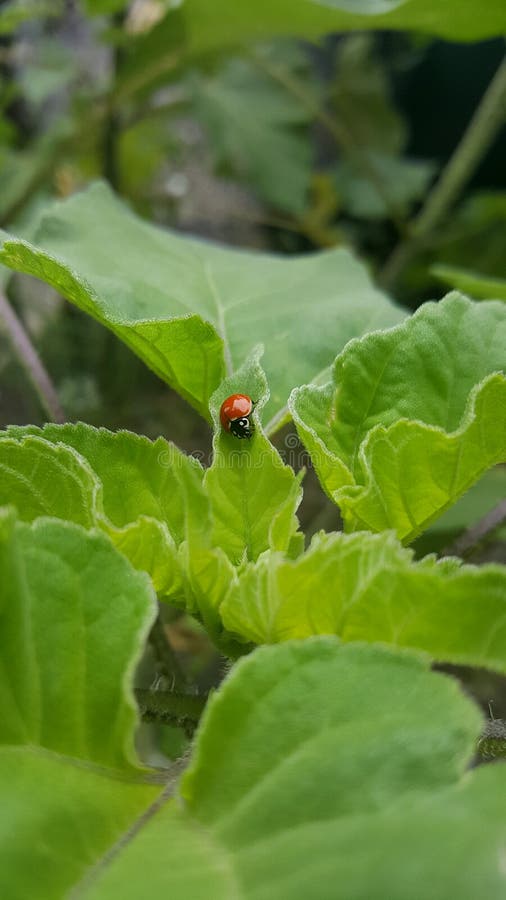 Little Lady Bug Getting Cozy Stock Photo - Image of morning, cute: 93007382