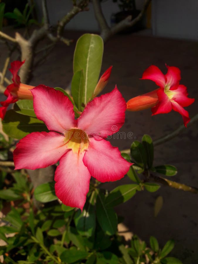 Little Lady Red Star Flower Stock Photos - Free & Royalty-Free Stock ...