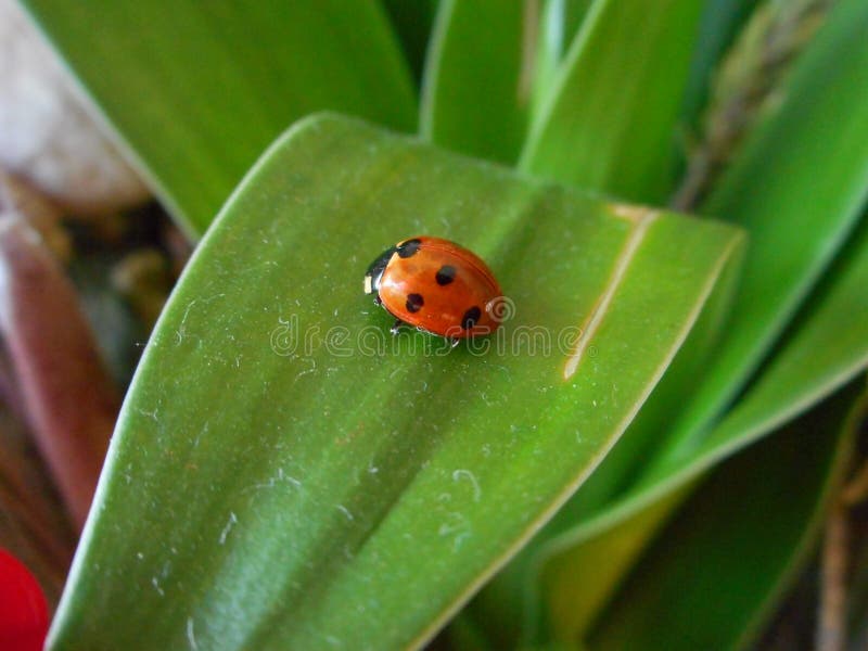 Little Ladybird stock image. Image of ladybird, playful - 18954087