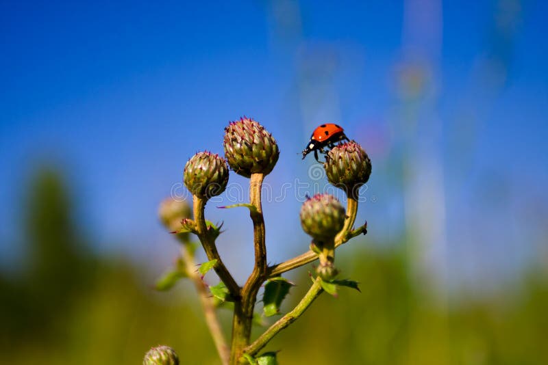 Little ladybug stock photo. Image of organic, beautiful - 16083094