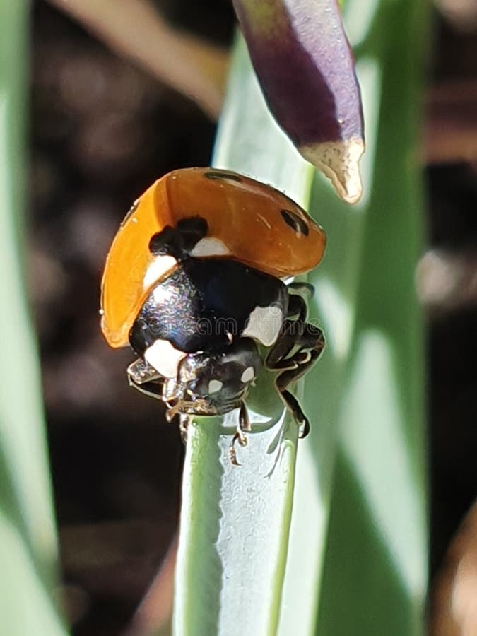 Little ladybug close up stock photo. Image of ladybug - 289996606