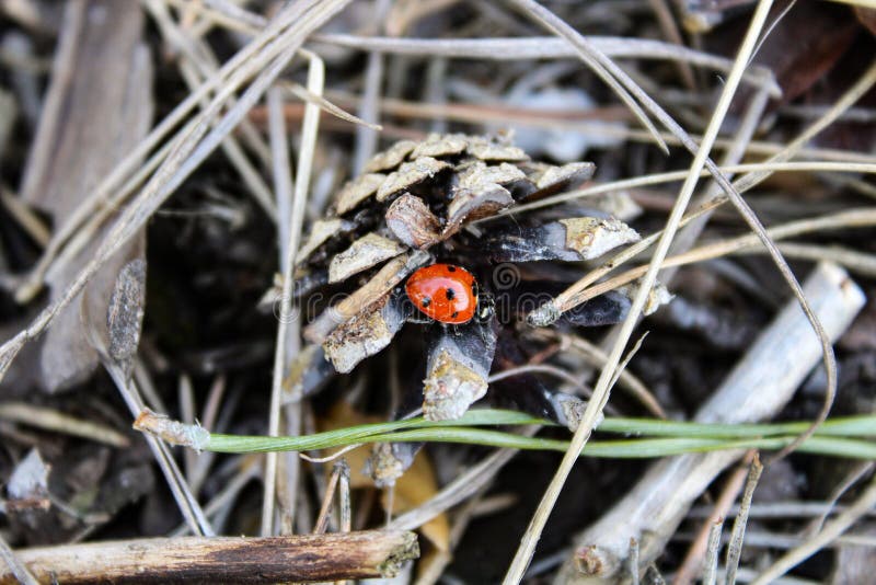 Little Ladybug in the Forest on a Pine Cone Stock Image - Image of ...