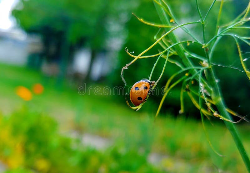 Ladybug stock photo. Image of macrophotography, nature - 137435996