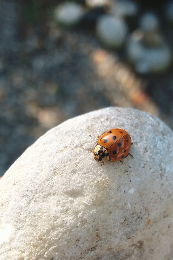 Little ladybug stock photo. Image of ladybug, luck, animal - 100864118