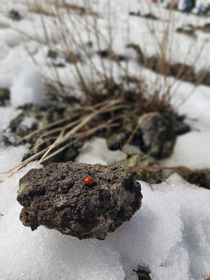 Little ladybug stock image. Image of etna, little, winter - 112139725