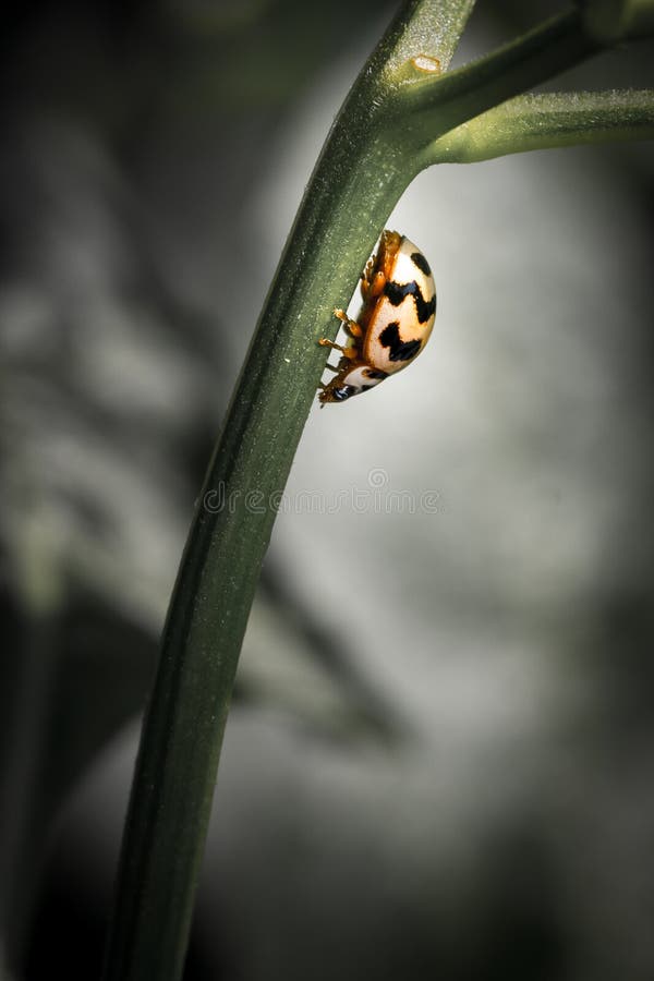Little ladybug stock image. Image of jungle, environment - 153578967